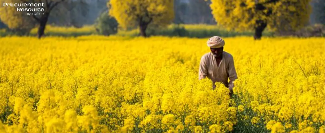 India Rapeseed Planting to Hit Record High in 2025